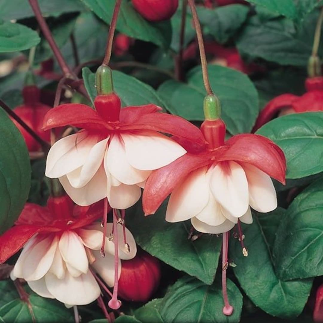 Fuchsia Trailing Sir Matt- 1gal Pot - Etsy