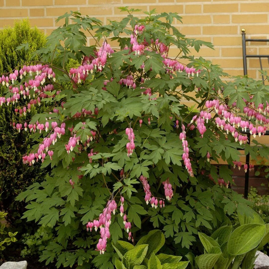 Pink Bleeding Heart - Dicentra Pink - 1 Plants - 1 Feet Tall - Ship in ...