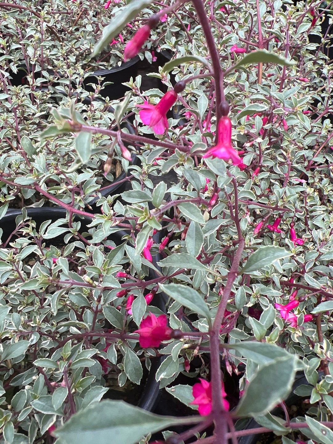 Fuchsia Thymifolia ‘varigate’- 1 Live Plant Ship in 6” Pot - Etsy