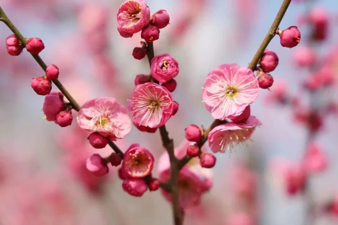 Prunus Mume ‘mokel’ - 4 Feet Tall - Ship in 3gal Pot - Etsy