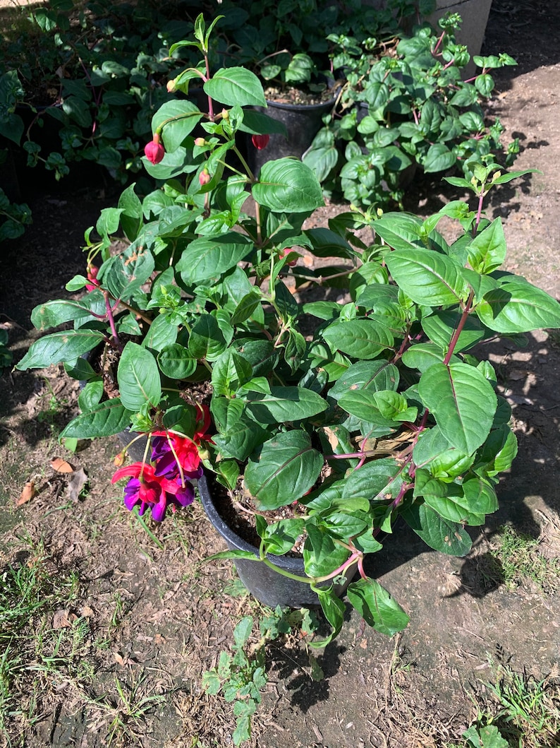 Fuchsia Voodoo 1 Live Plant Ship in 6 Pot - Etsy