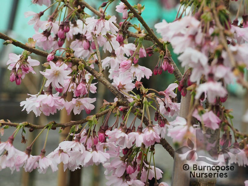 Prunus Subhirtella 'autumnalis Rosea'- 2 to 3 Feet Tall - Ship in 3gal ...