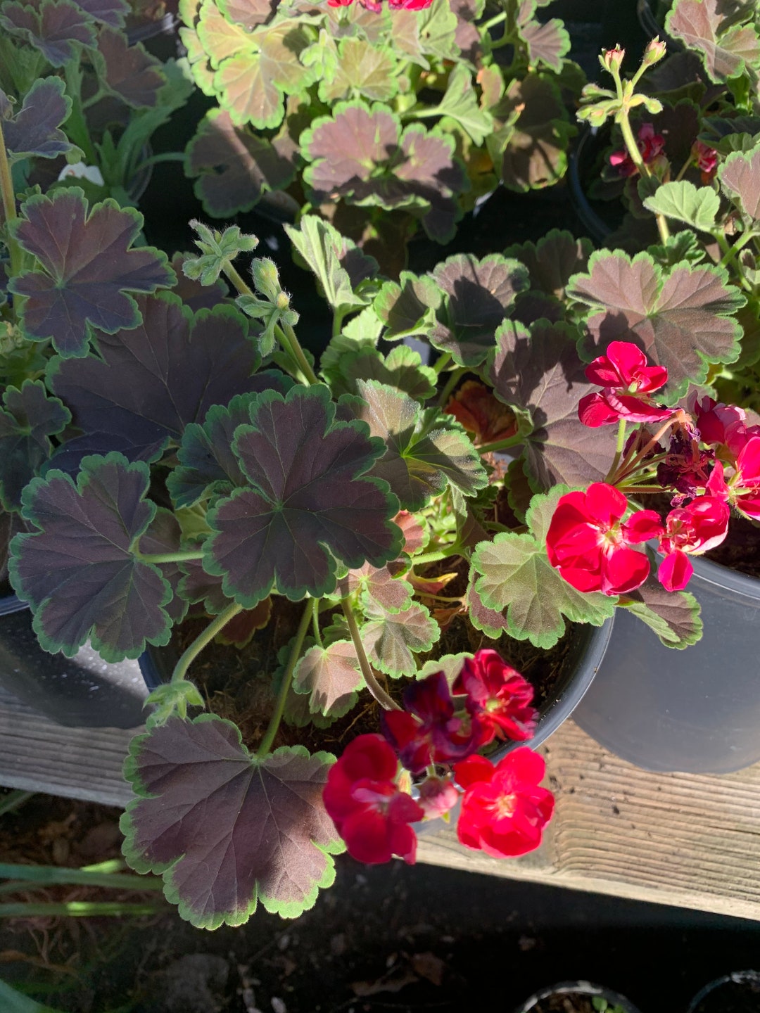 Geranium Brocade Cherry Night 1 Live Plant Ship in 6" Pot - Etsy