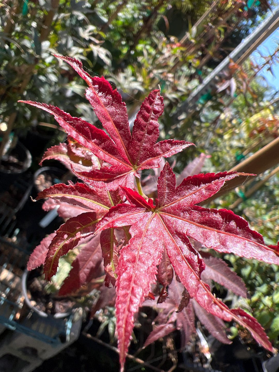 Winters Columnar Red Japanese Maple- 1 Live Plant Ship in 6" Pot - Etsy