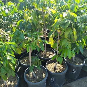 Longan Air Layered Tree - 1 Plant - 3 Feet Tall - Bigger Trunk - Ship ...