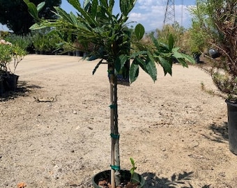 Little Ragu Sweet Bay Live Plant 1 to 2ft Tall in 6 Pot - Etsy