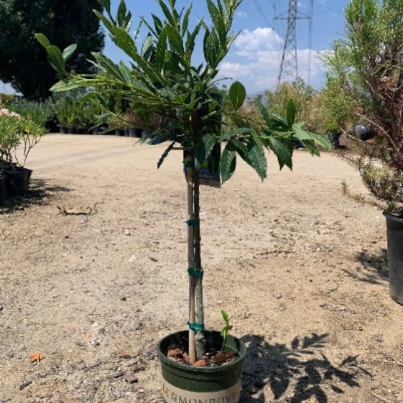 PlantNation111 - Etsy