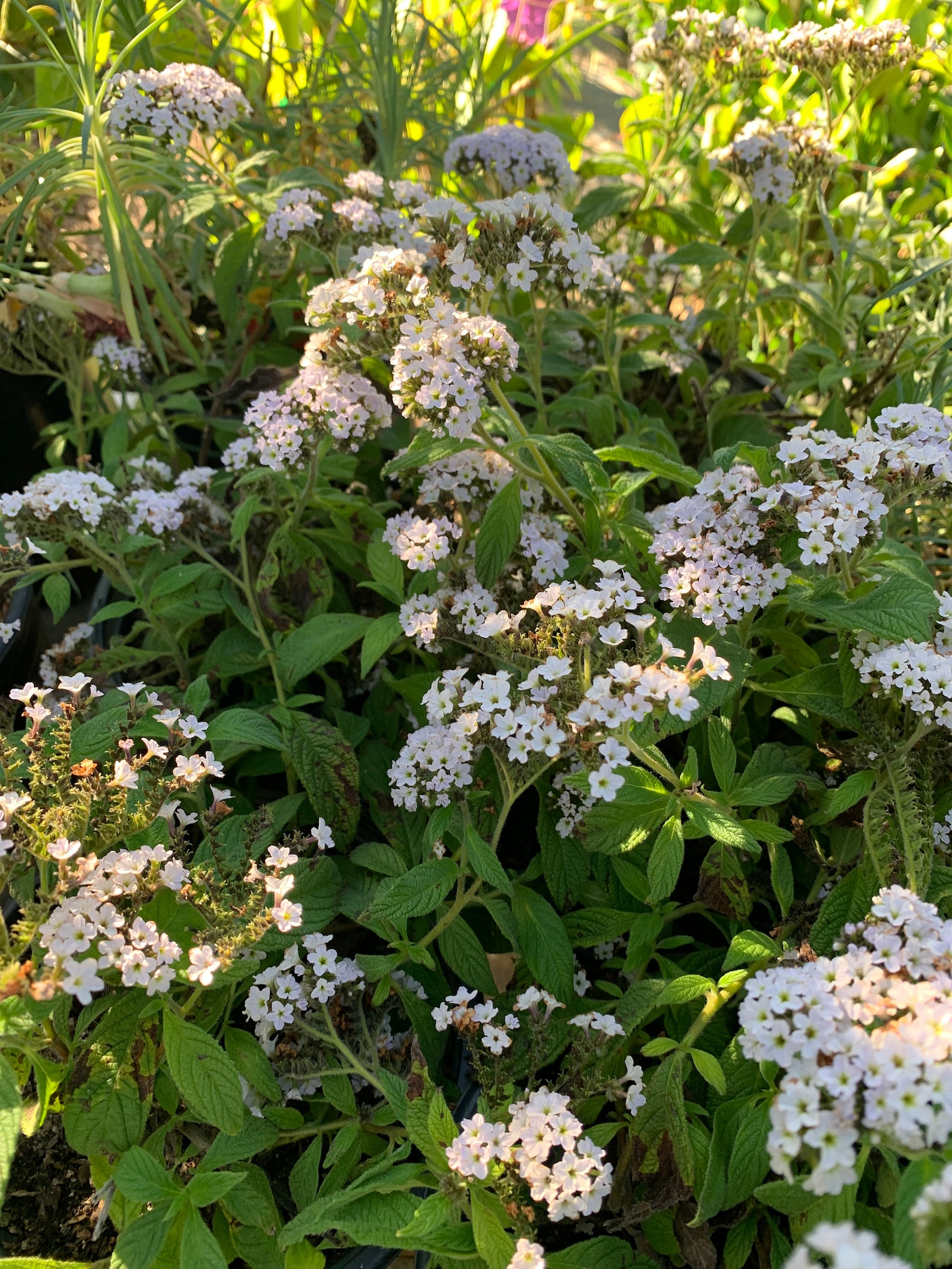White Heliotrope ‘heliotropium Arborescens’ Live Plant 6” Pot - Etsy