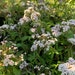 White Heliotrope ‘heliotropium Arborescens’ Live Plant 6” Pot - Etsy