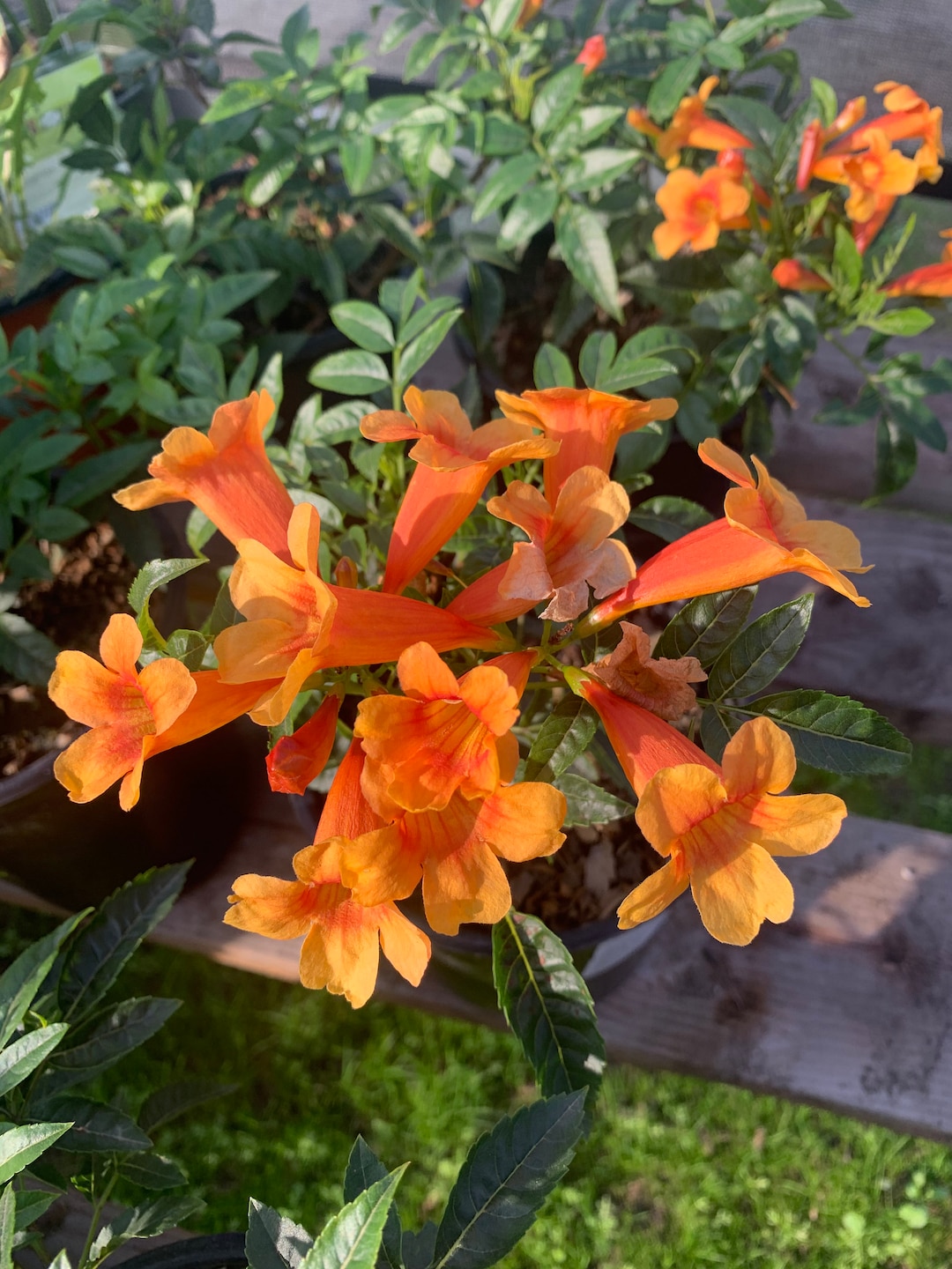 Orange Tacoma Sun Trumpet Live Plant Ship in 6" Pot - Etsy