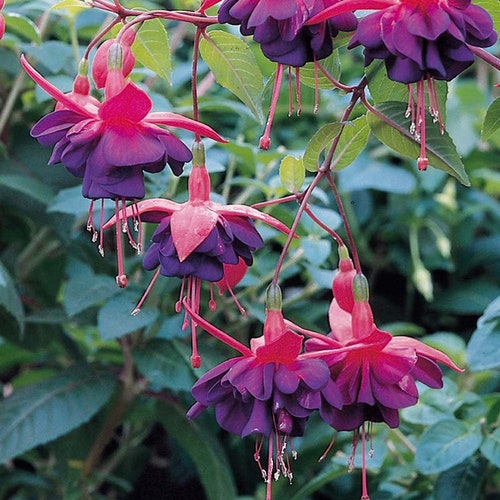 Fuchsia First Love 1 Live Plant Ship in 6 Pot | Etsy