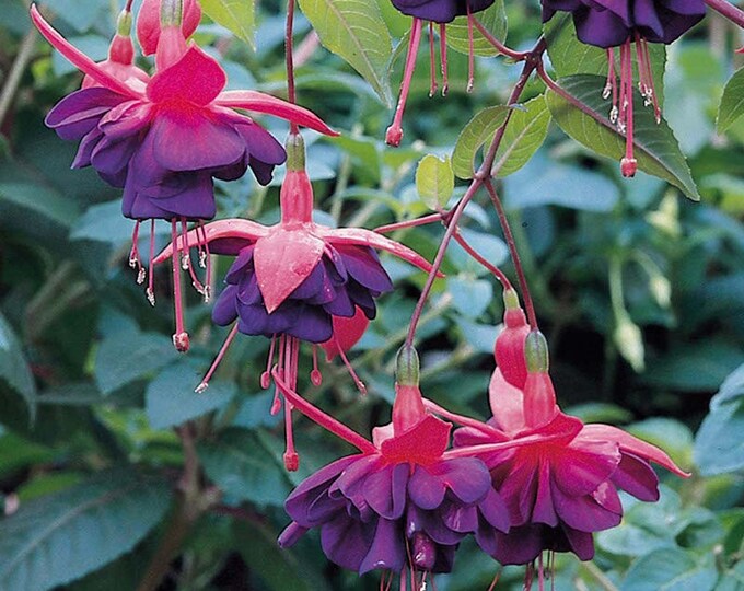 Fuchsia Dollar Princess 1 Live Plant Ship in 6" Pot - Etsy