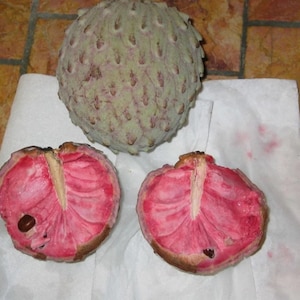 Red Ilama Fruit Tree - Grafted Tree - - Ship in 3gal Pot - Etsy