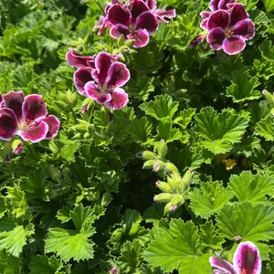 Elegance Imperial Geranium-live Plant 1ft Tall, Ship in 6” Pot - Etsy