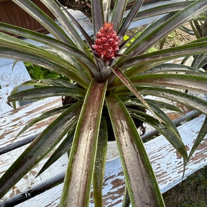 Red Pineapple Plant- Ananas Comosus- Live Plant Ship in 1gal Pot - Etsy