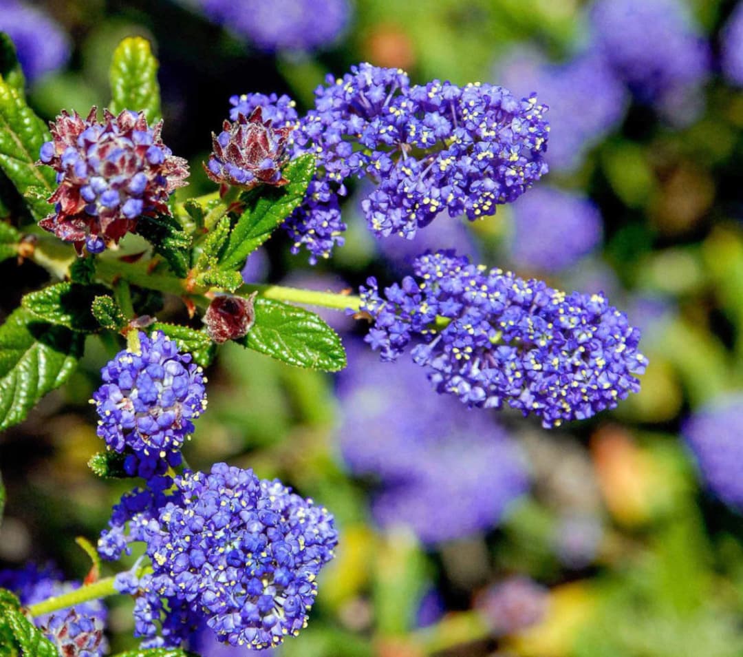 Ceanothus Concha- 1ft Tall Ship in 6"pot - Etsy