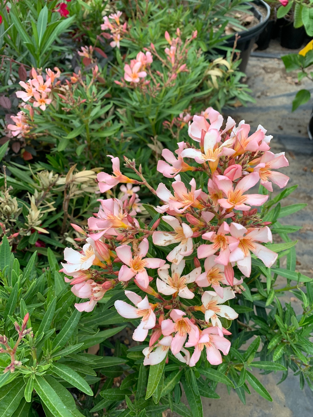 Nerium Oleander Petite Salmon 1 Live Plant Ship in 6" Pot - Etsy