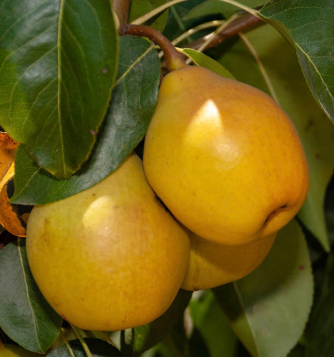 Pear ‘fan-stil’- 2feet Tall Ship in 1gal Pot - Etsy