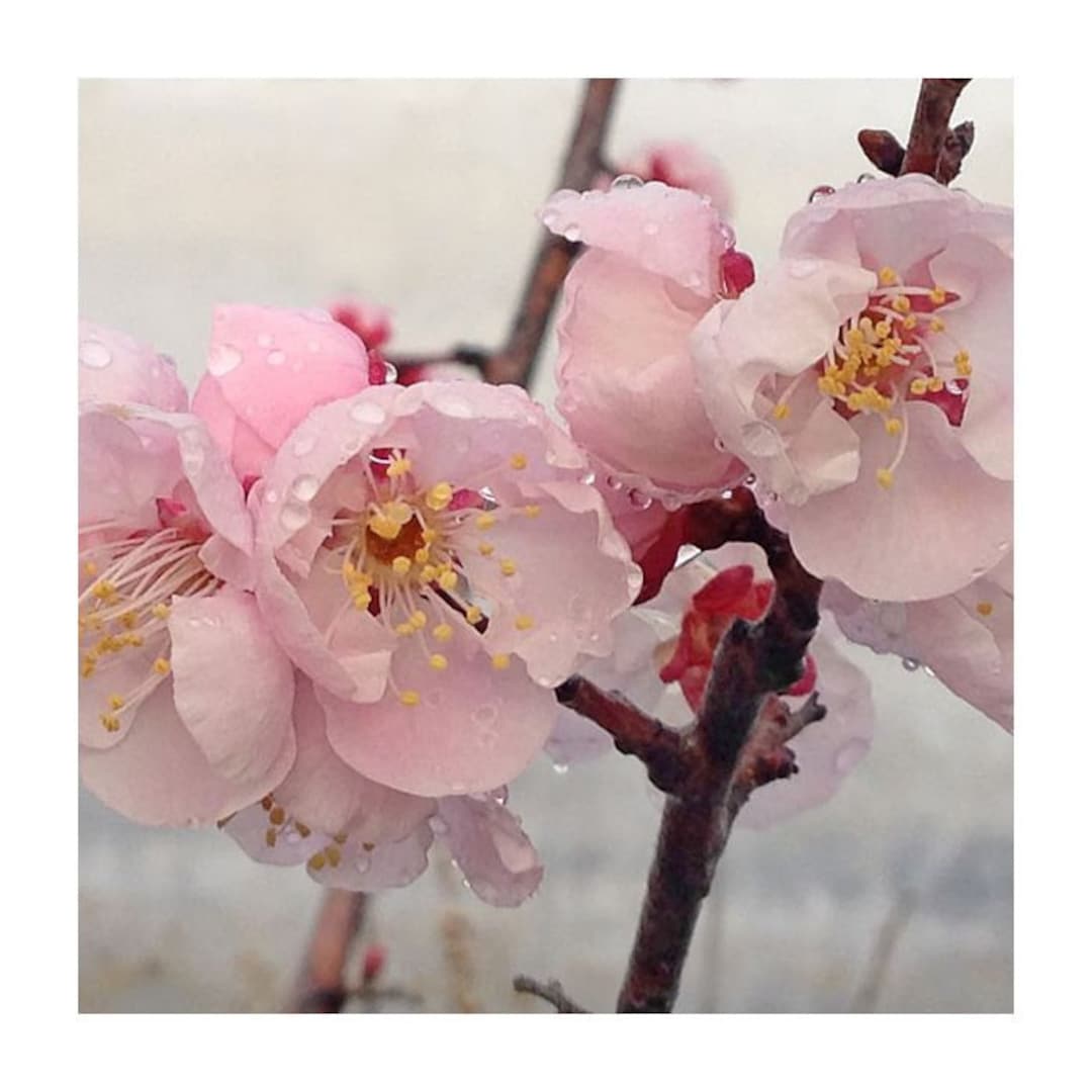 Prunus Mume ‘bongo’ APRICOT - 2 to 3 Feet Tall - - Ship in 3gal Pot - Etsy
