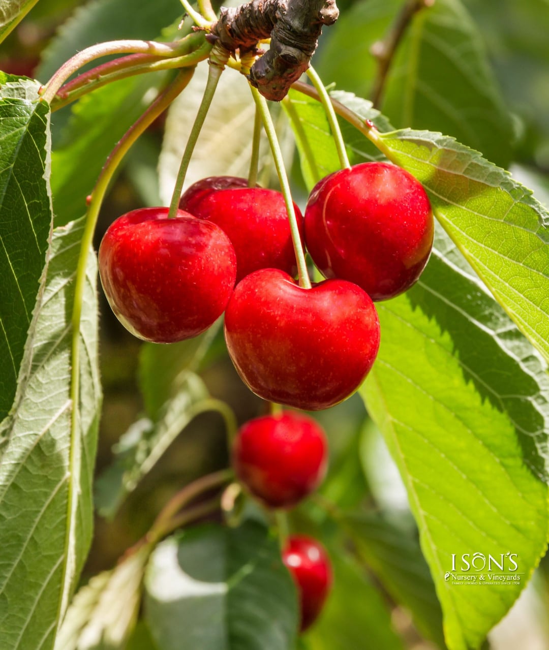 Cherry 'royal Lee' - 3 to 4 Feet Tall - Grafted Tree - Bigger Trunk ...