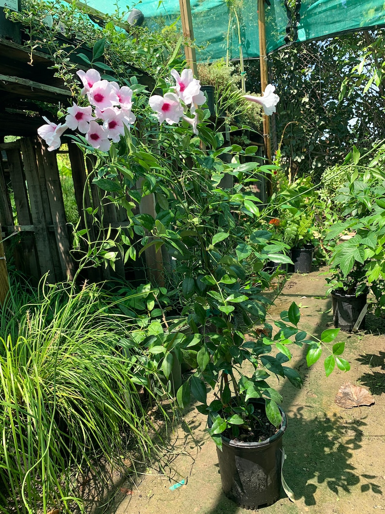 Pandorea Jasminoides Rosea Live Plant 2 Ft in 6 Pot. | Etsy