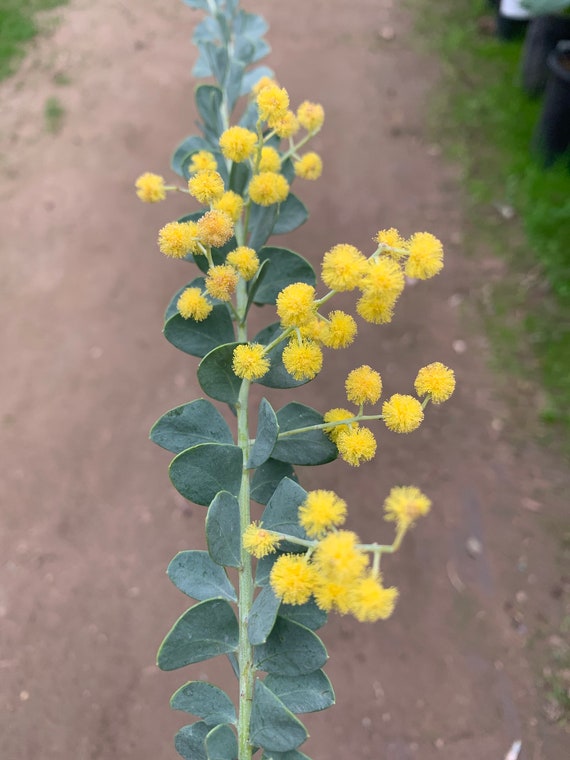 Acacia Cultriformis-1 live plant-1 gallon pot | Etsy