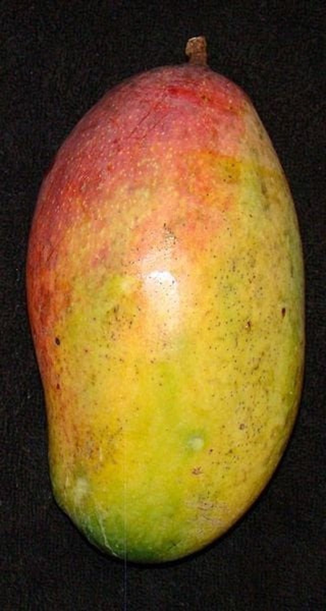 Valencia Pride Mango Tree - 1 to 2 Feet Tall - Ship in 3 Gal Pot - Etsy