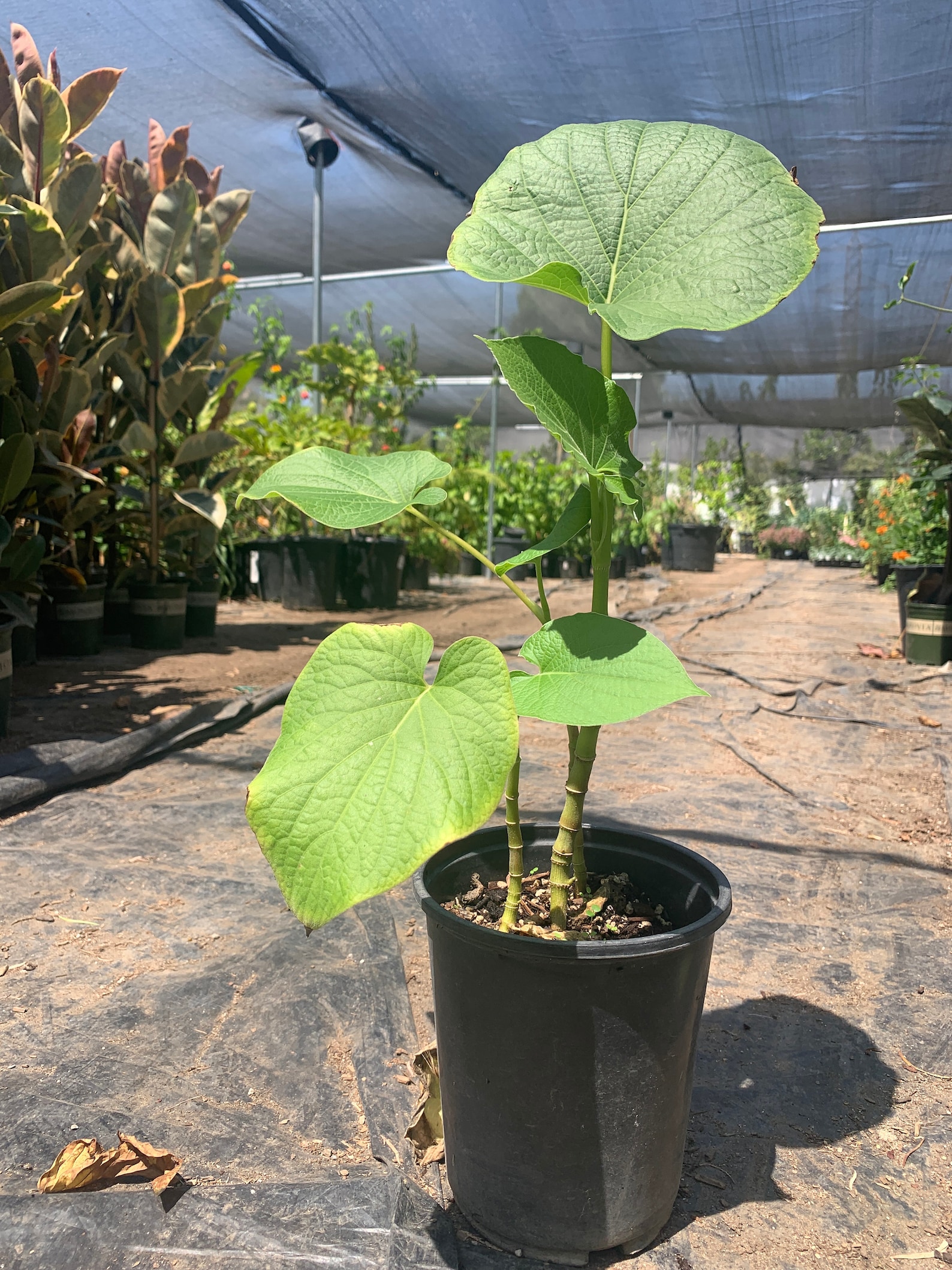 Rootbeer Yerba Santa- Live Plant 1ft Tall in 6” Pot - Etsy