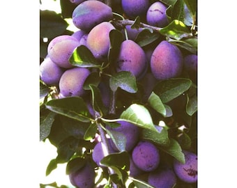 Prunus Mume 'peggy Clarke' 2 to 3 Feet Tall Grafted Tree Ship in Pot - Etsy