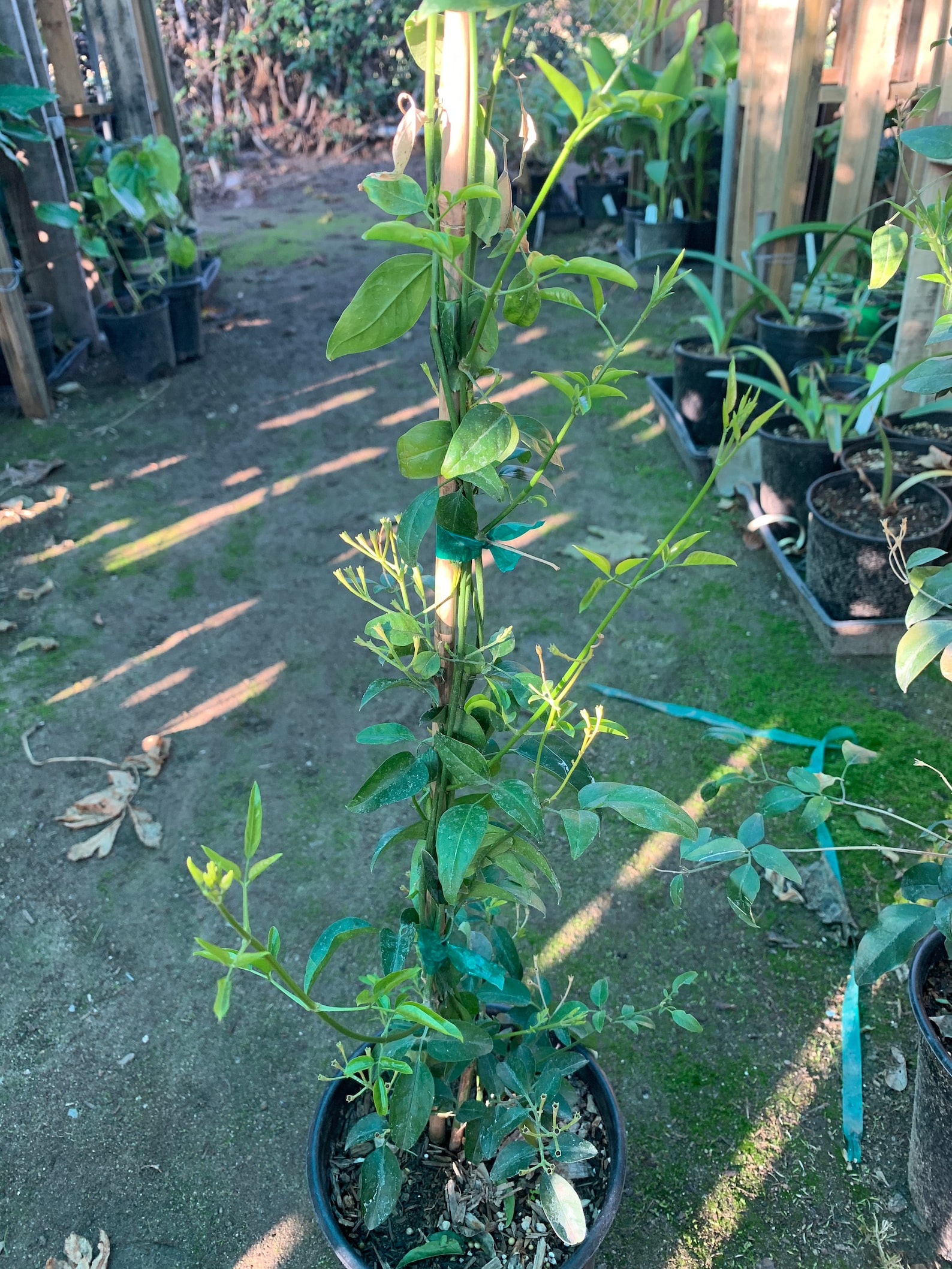 South African Jasmine-jasmine Angulare Ship in 6" Pot - Etsy