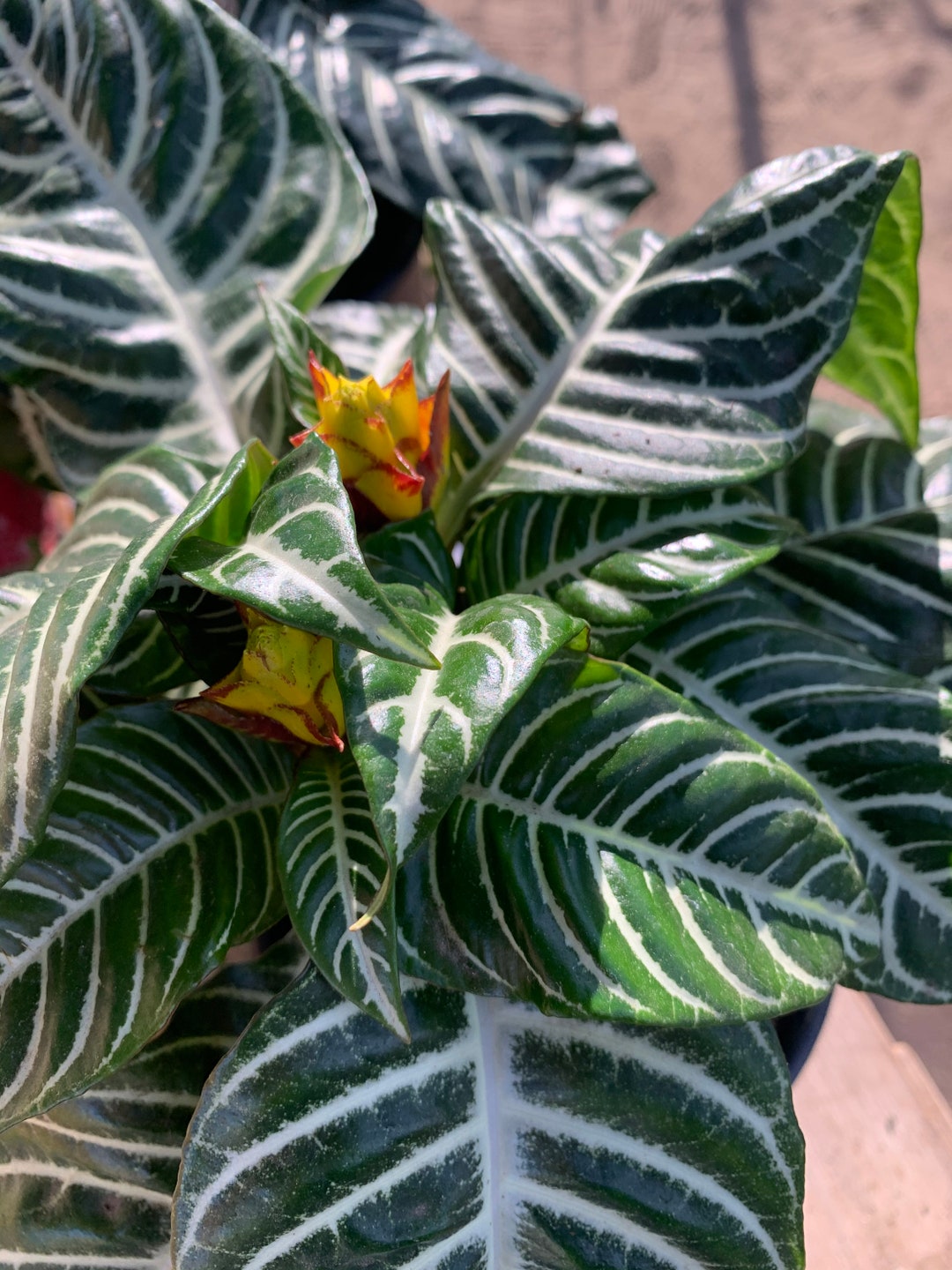 Zebra Plant (aphelandra Squarrosa) Ship in 6" Pot - Etsy