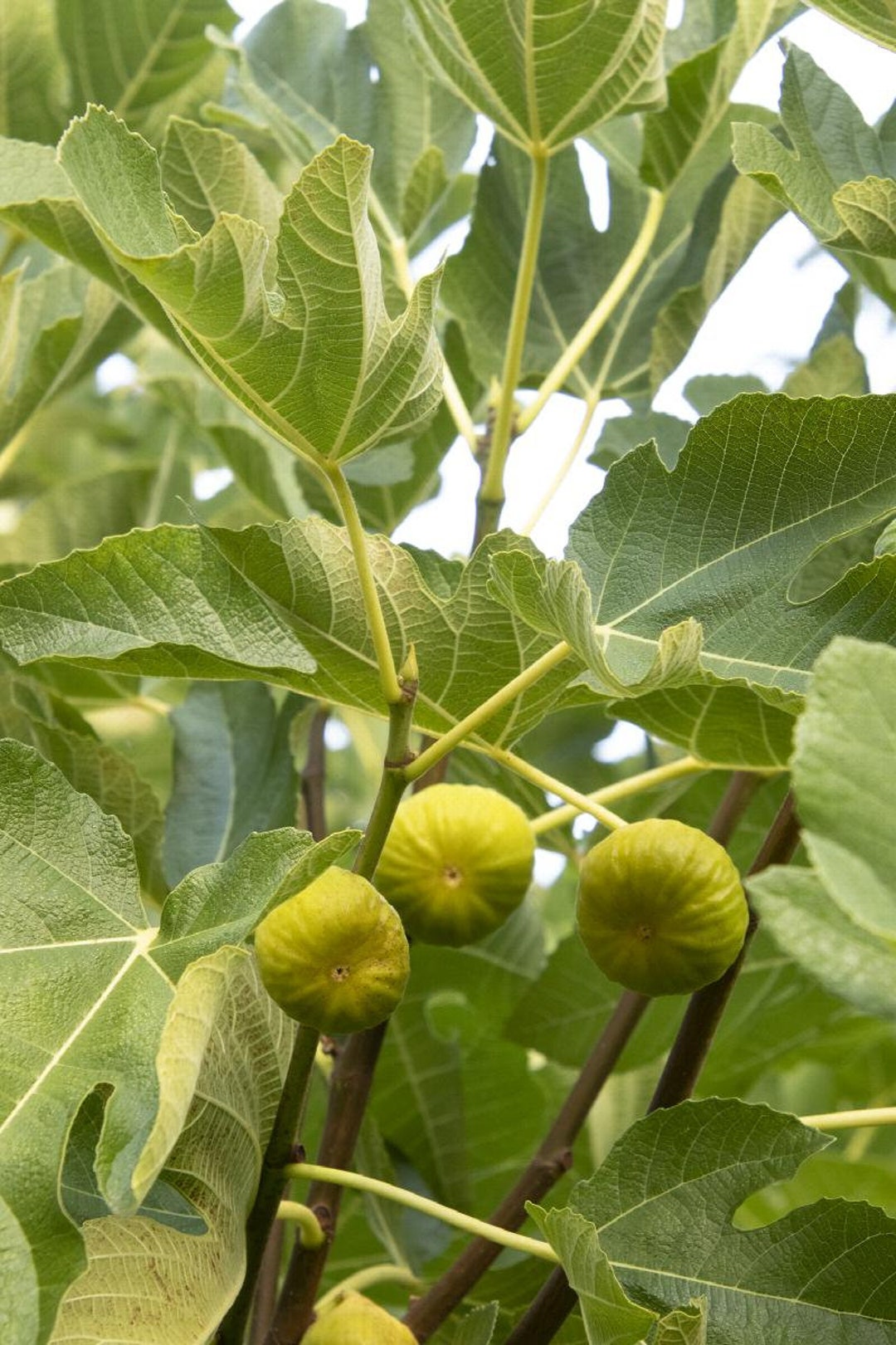 Kadota Fig Tree