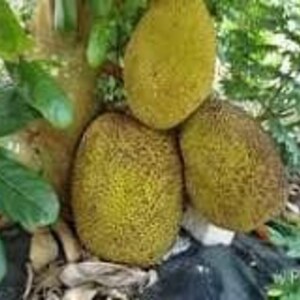 Cheena Jackfruit Tree Grafted - 2 to 3 Feet Tall - Ship in 3 Gal Pot - Etsy