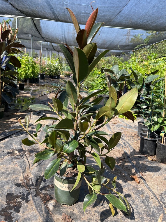 Melany Rubber Plant Live Plant 3ft Tall Ship in 6pot - Etsy