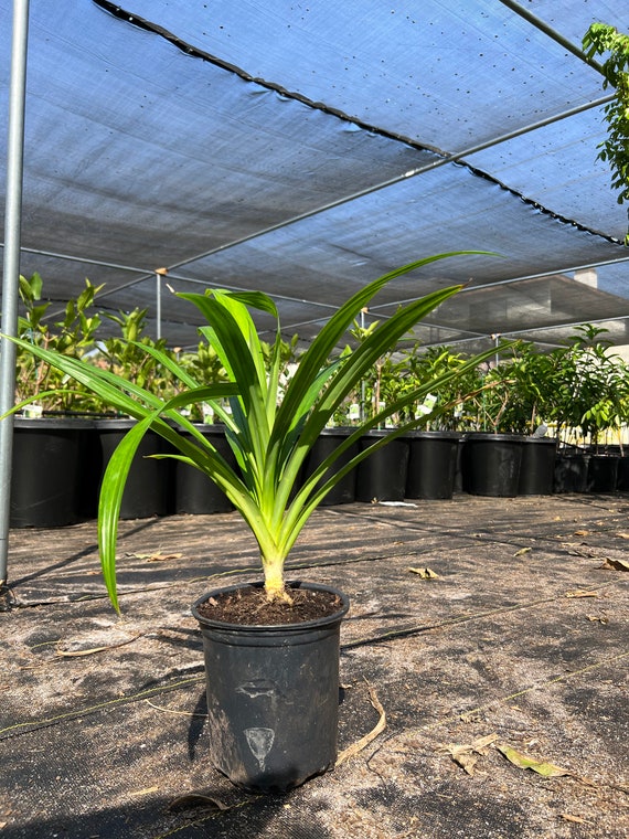 Pandan Live Plant 1ft Tall Ship in 6 Pot - Etsy