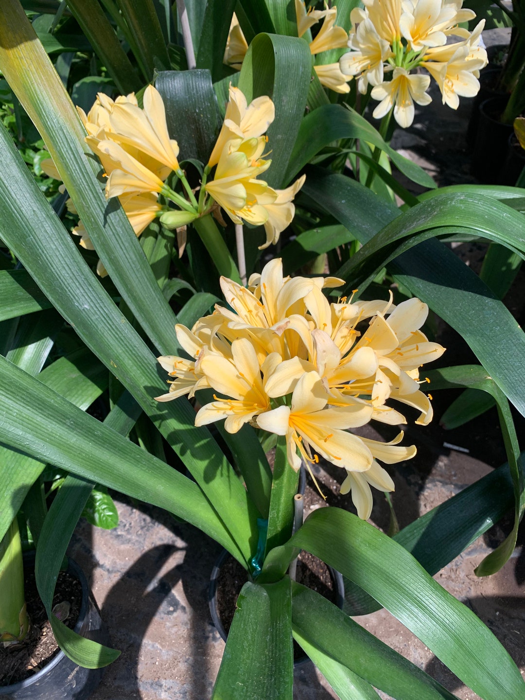 Clivia Yellow 1 Live Plant Ship in 6" Pot - Etsy