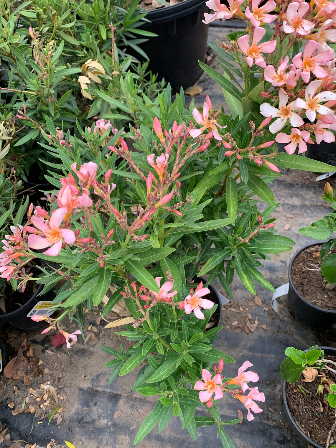 Nerium Oleander Petite Salmon 1 Live Plant Ship in 6" Pot - Etsy