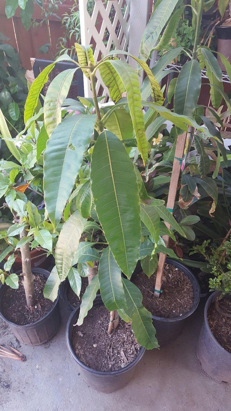 Valencia Pride Mango Tree - 1 to 2 Feet Tall - Ship in 3 Gal Pot - Etsy