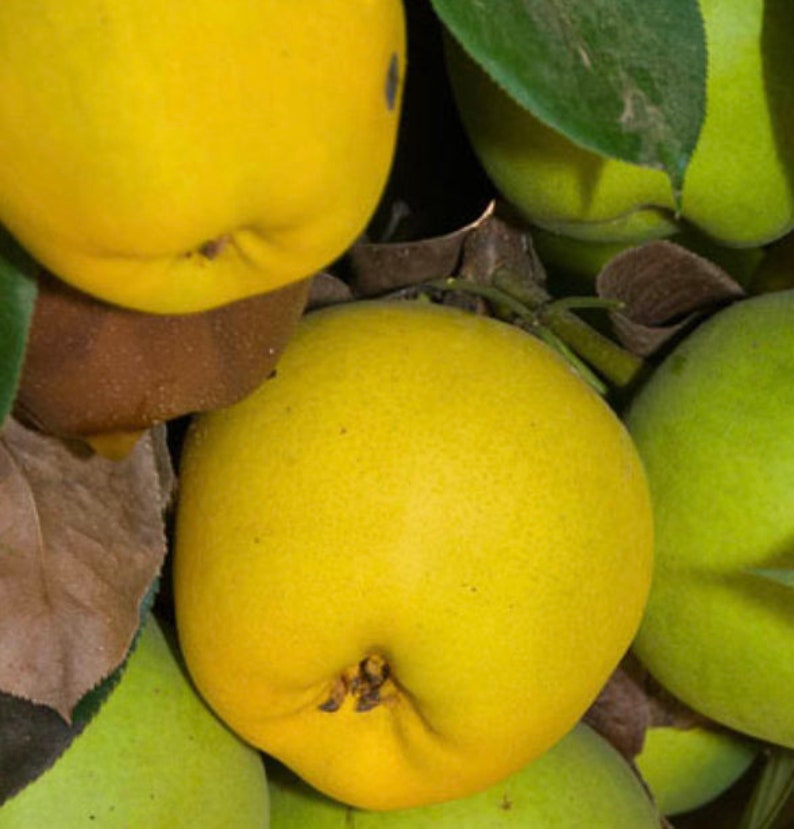 Pear ‘monterrey’- 2feet Tall Ship in 1gal Pot - Etsy