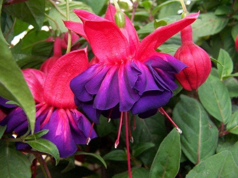 Fuchsia Voodoo 1 Live Plant Ship in 6" Pot - Etsy