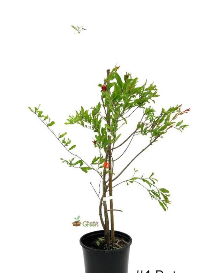 Surinam Cherry Tree -1 Feet Tall - Ship in 6" Pot - Etsy