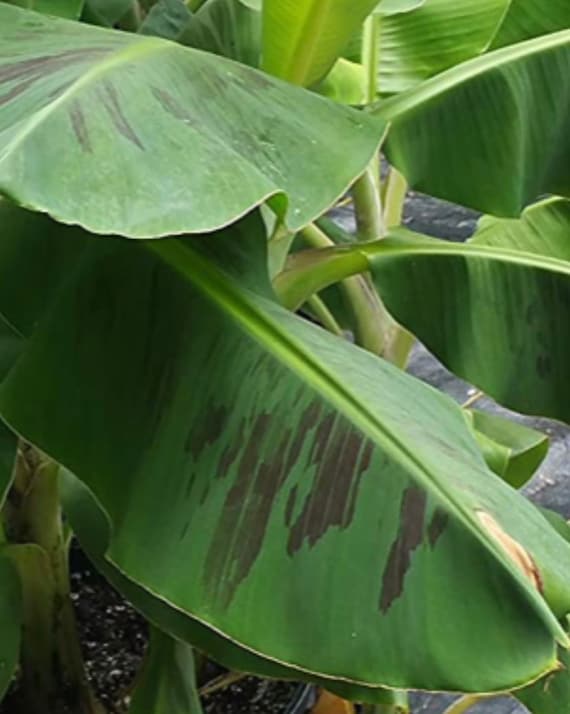 Double Mahoi Banana musa Double Mahoi Live Plant in 6 Pot - Etsy