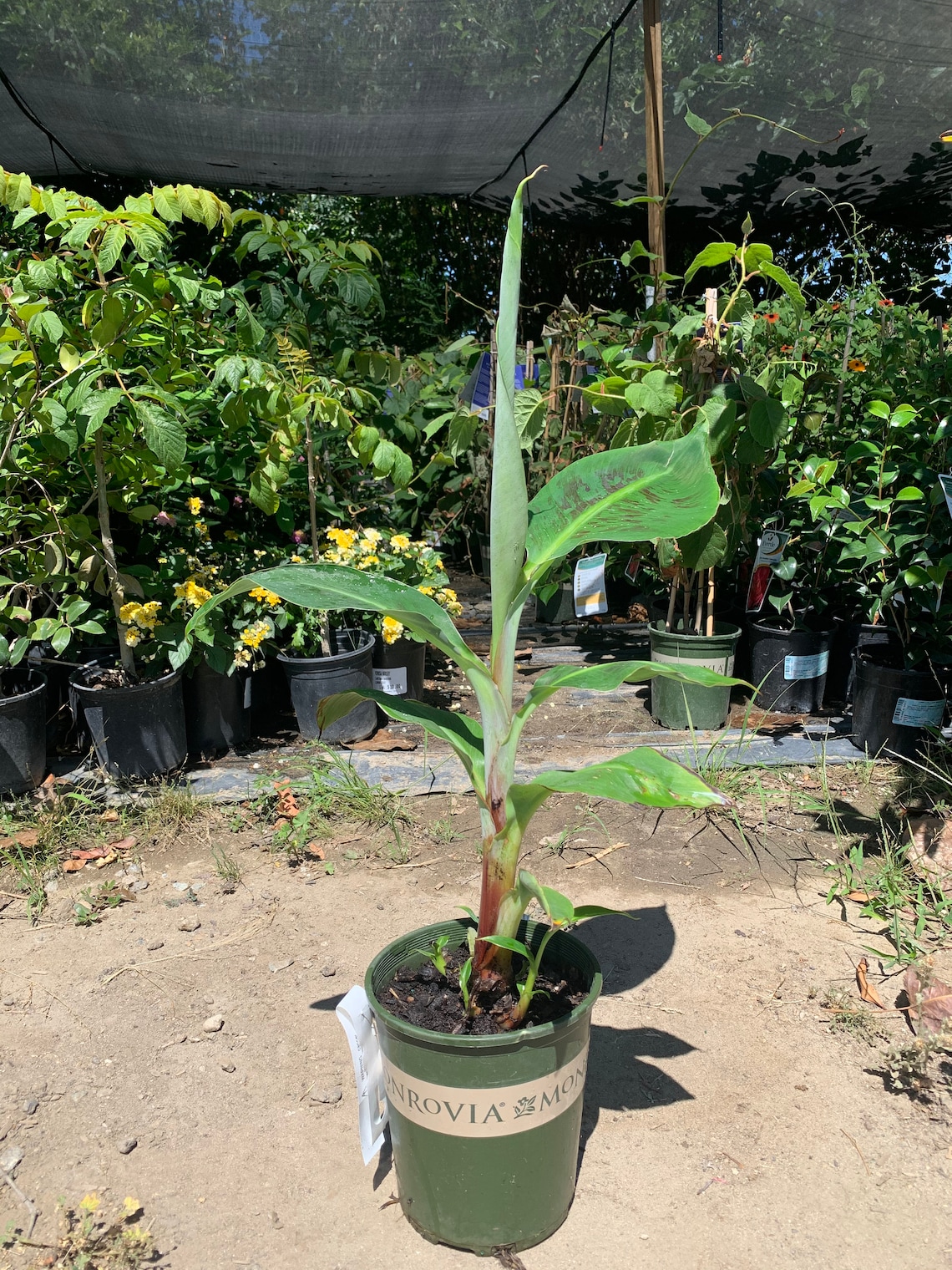 Double Mahoi Banana “musa Double Mahoi” Live Plant in 6” Pot - Etsy