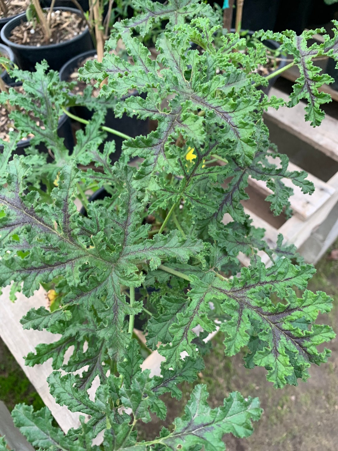 Oakleaf Geranium (pelargonium Quercifolium) Live Plant Ship in 6" Pot ...