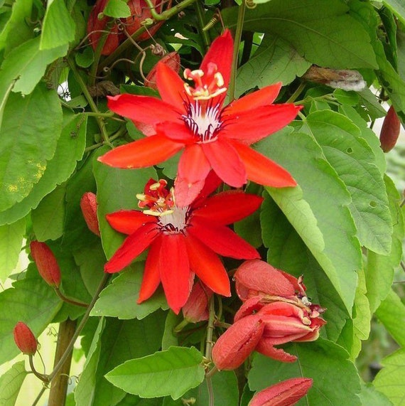 Passion Flower Crimson Vine 1 Live Plant 6 Pot | Etsy