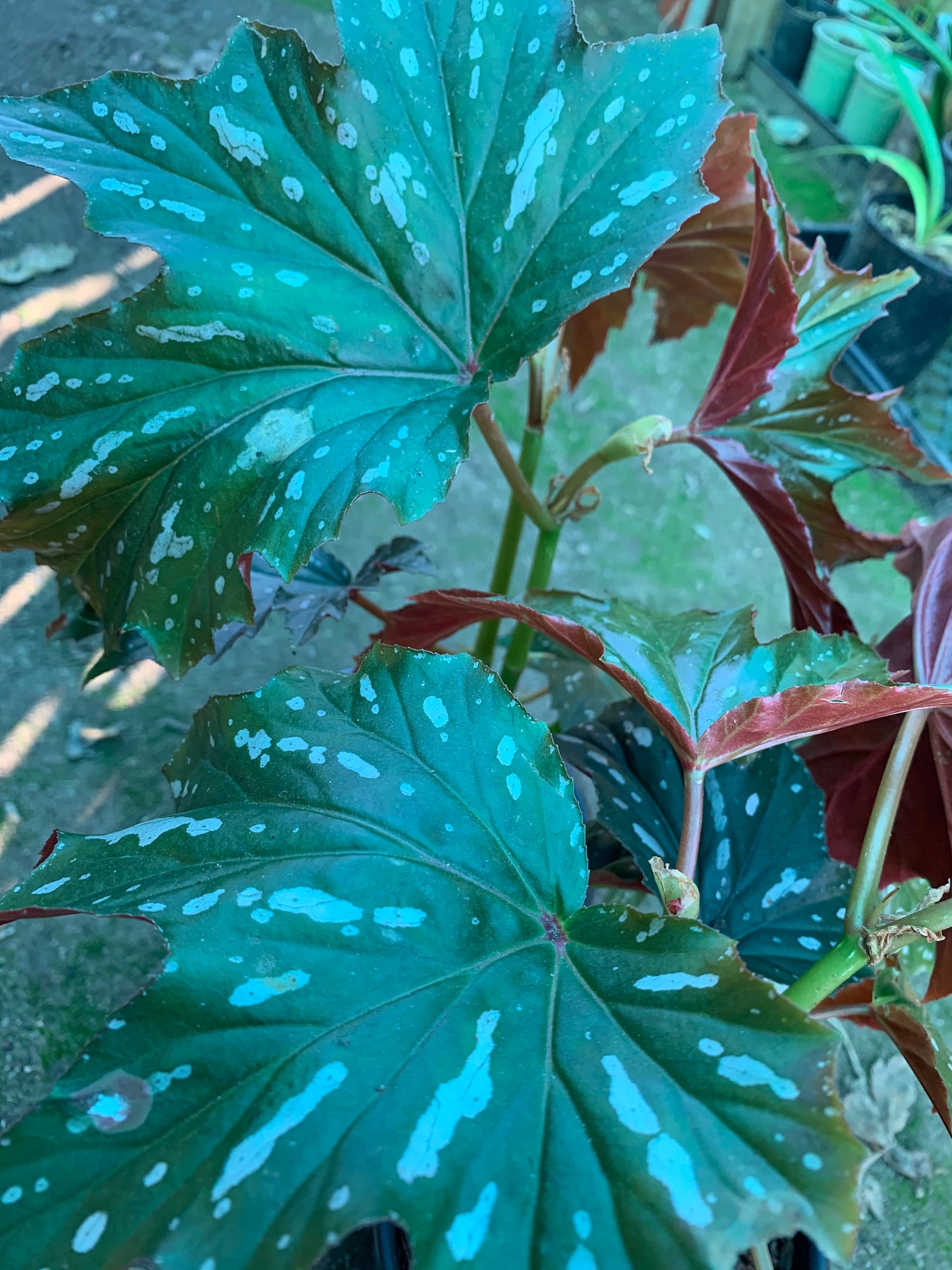 Begonia ‘sophie Cecile’ Live Plant Ship in 6" Pot - Etsy