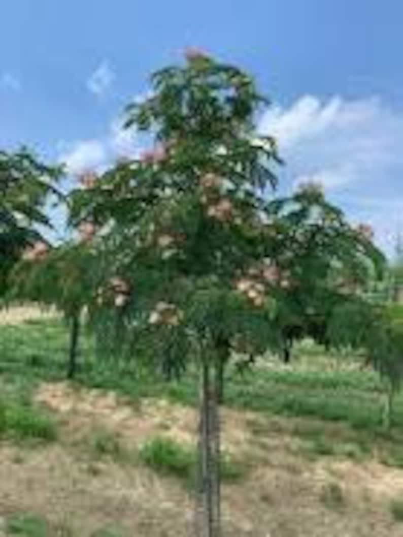 Albizia Julibrissin 'E. H. Wilson' SILK TREE - 3 Feet Tall - - Ship in ...