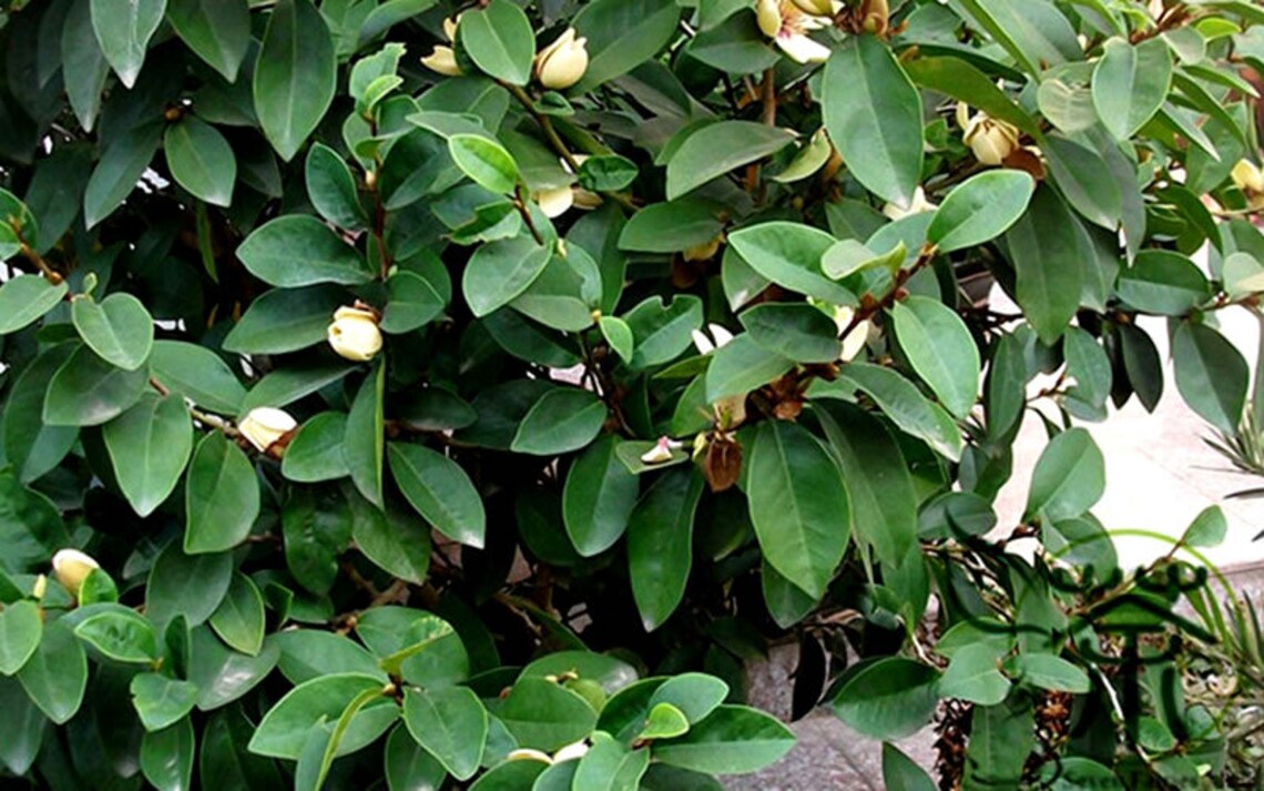 Banana Shrub (michelia Figo) - 1 Plant - 6" to 1 Feet Tall - Ship in 1 ...