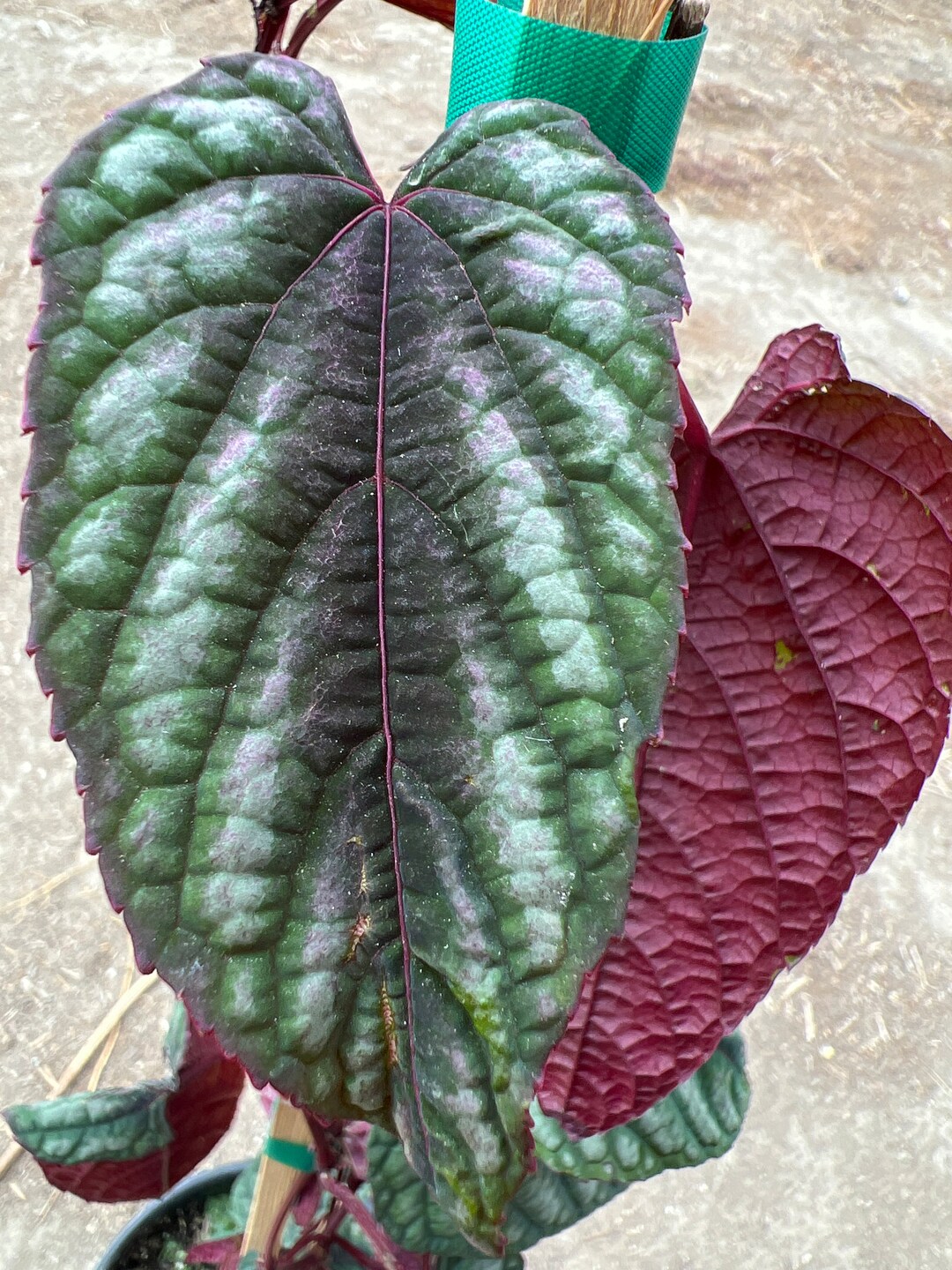 Cissus Discolor - Live Plant 1-2 Ft Tall Ship in 6” Pot - Etsy