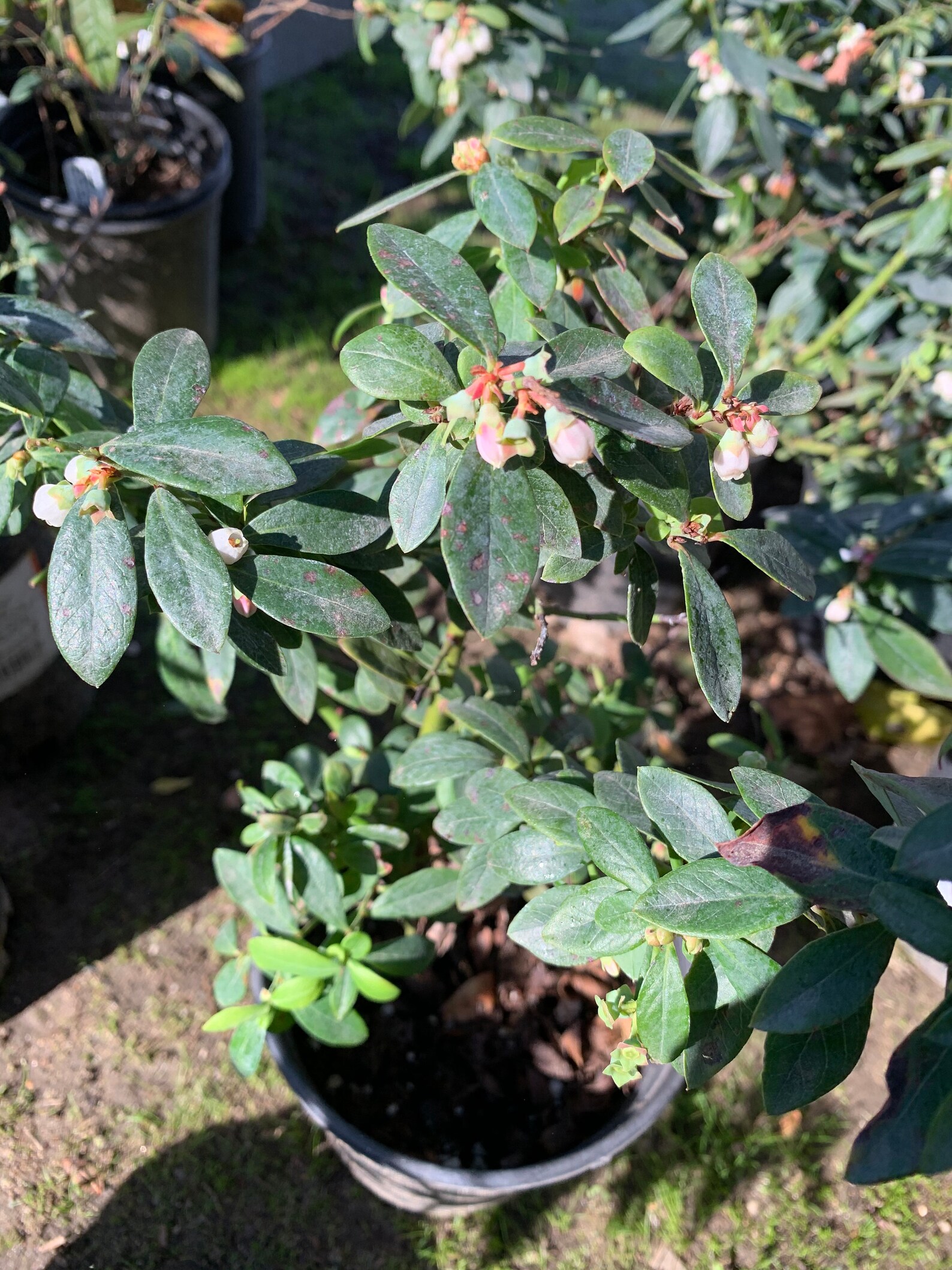 Blueberry (vaccinium ‘sunshine Blue’) Ship in 6" Pot - Etsy